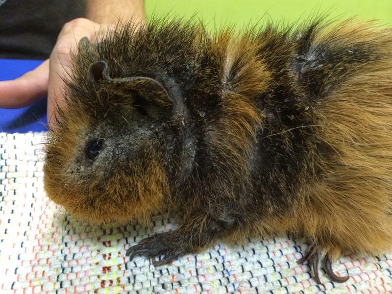 El blog del PERRO BUENO: Trixacarus Caviae